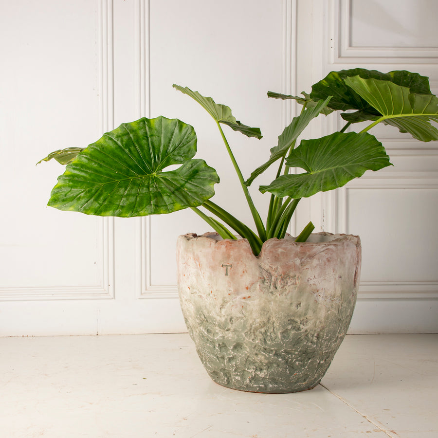 Macetas – Trinitate